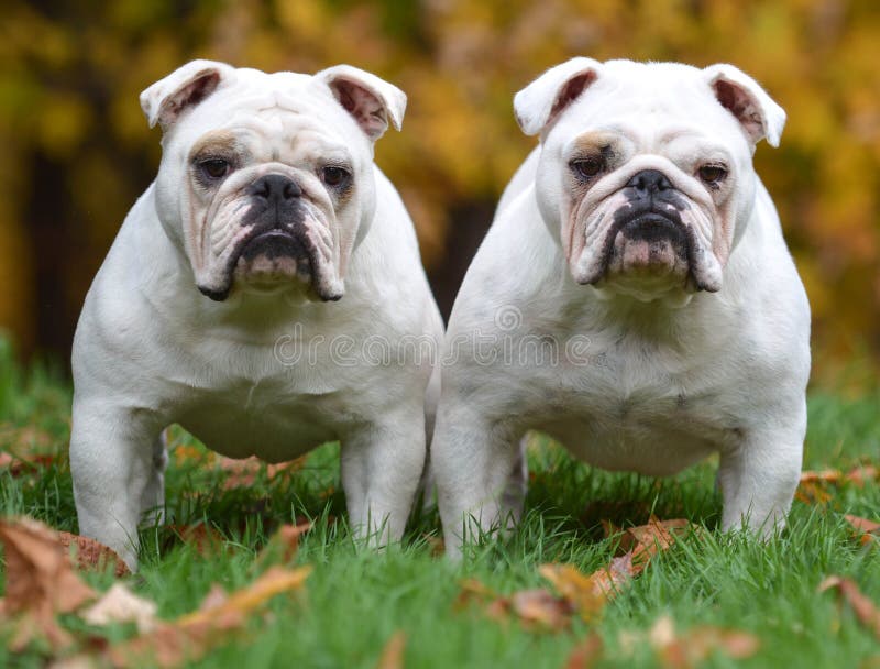 Two bulldogs stock image. Image of outside, canine, outdoors - 48441379