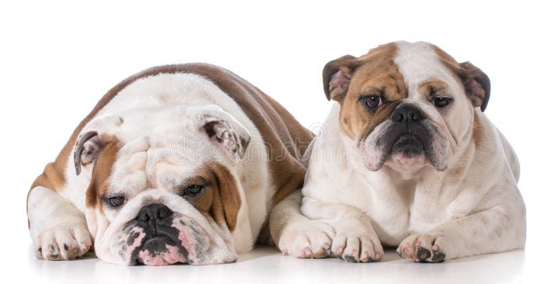 Two bulldogs stock image. Image of expression, english - 39782935