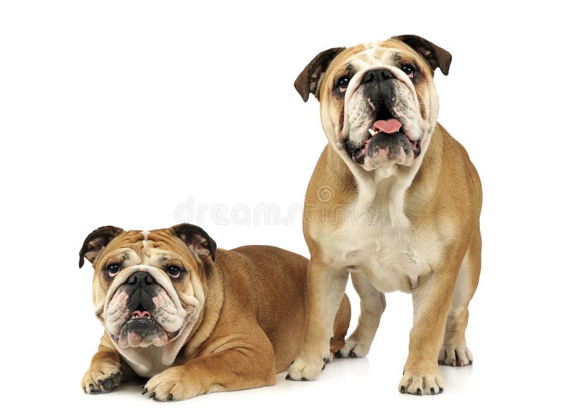 Two Bulldogs are Having Fun in White Studio Stock Image - Image of ...