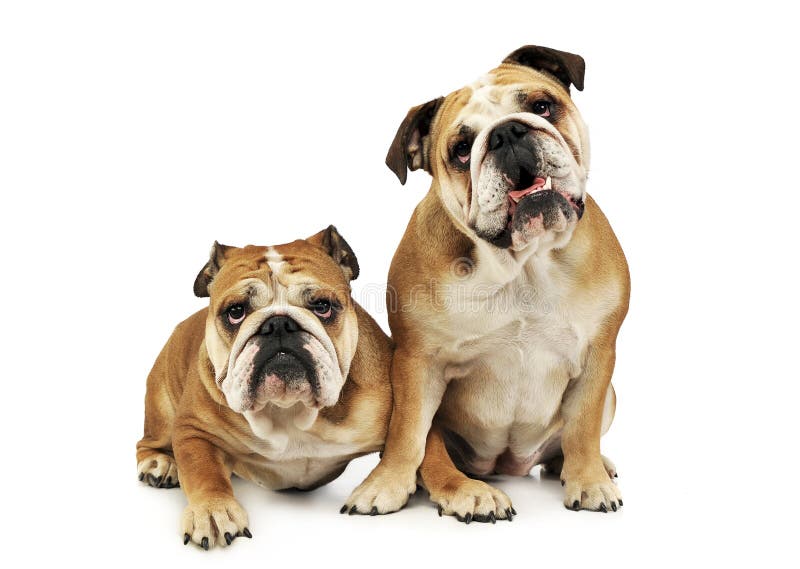 Two Bulldogs are Having Fun in White Studio Stock Image - Image of ...