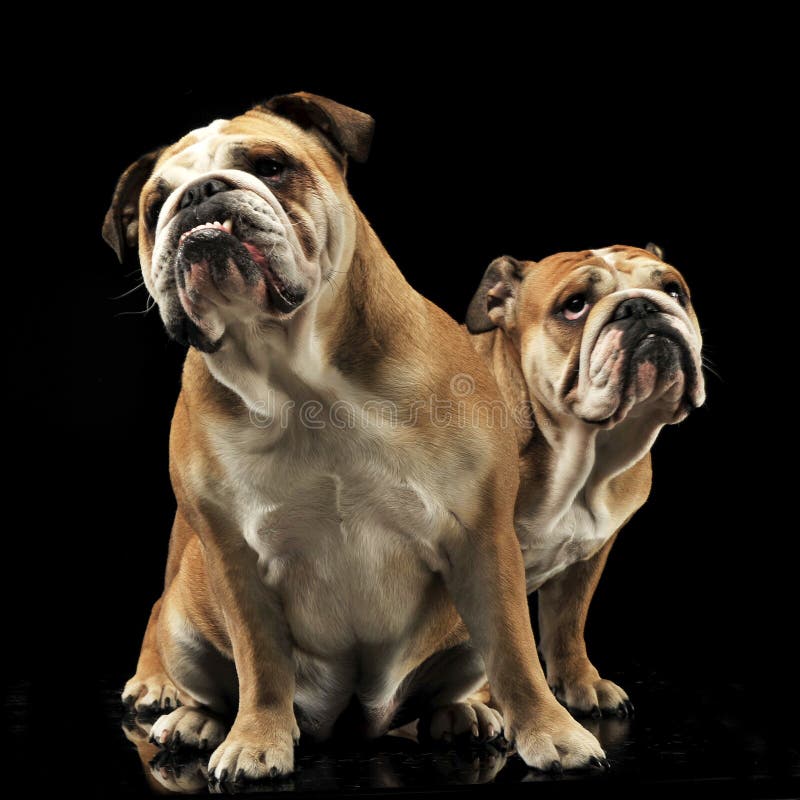 Two Bulldogs Sitting in a Black Photo Studio Stock Image - Image of ...