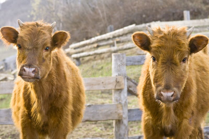 Bulls Picture. Image: 85143