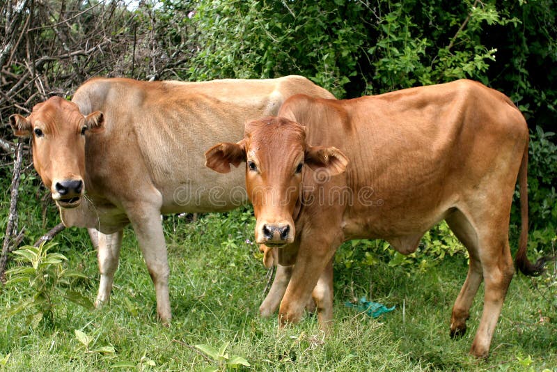 Bulls Picture. Image: 85143