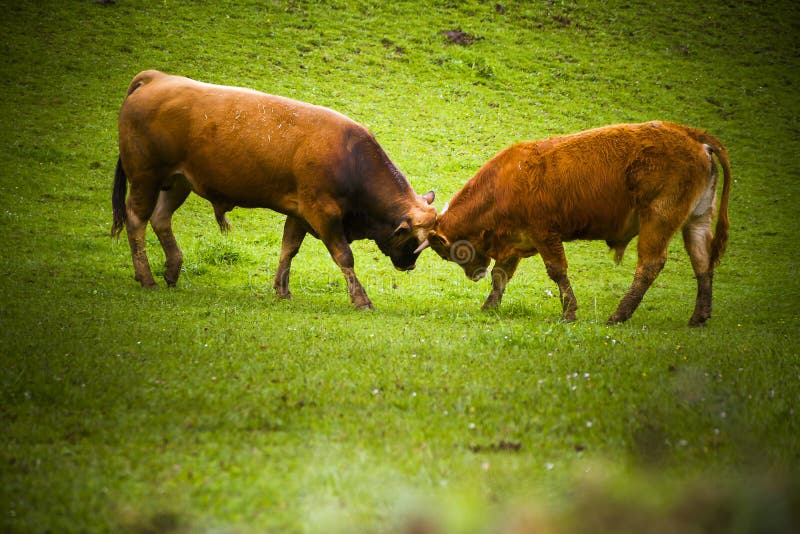 367 Two Bulls Fighting Stock Photos - Free & Royalty-Free Stock Photos ...
