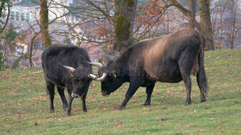 Two Bulls with Horns Go at Each Other Stock Photo - Image of combat ...