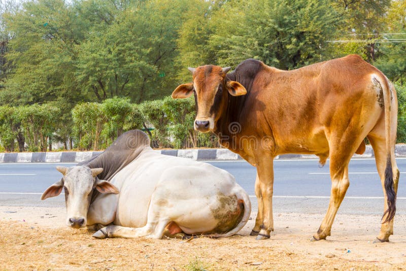 Two Bulls stock photo. Image of bulls, nature, sign, asia - 85544486