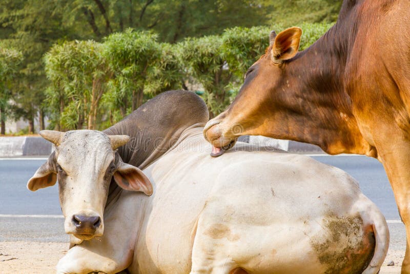 Two Bulls stock photo. Image of road, urban, national - 85544492