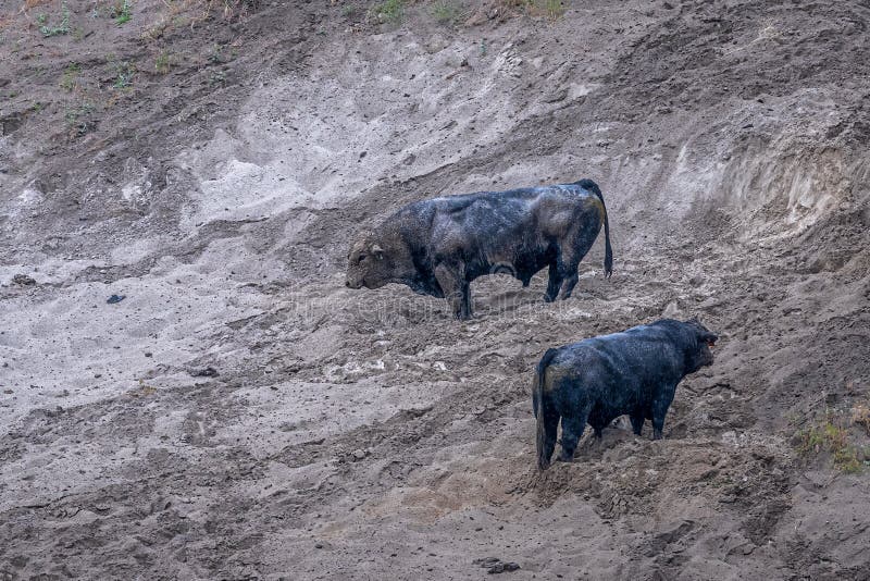 Two Bulls stock photo. Image of lake, bull, safari, water - 251550936