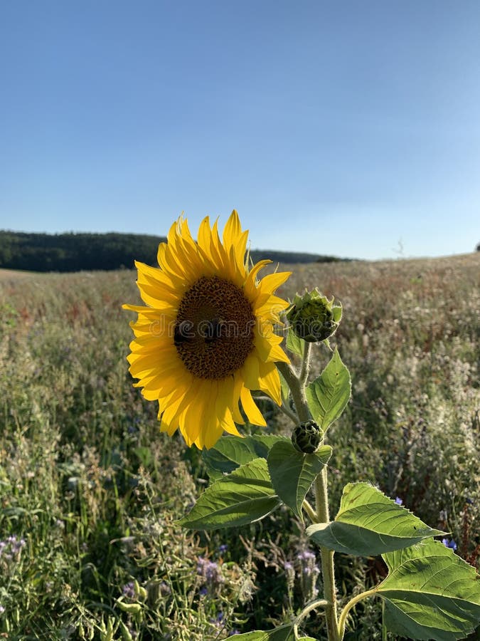 Two Bumblebees Sit on a Single Sunflower Flower. Vertical Photo Stock ...