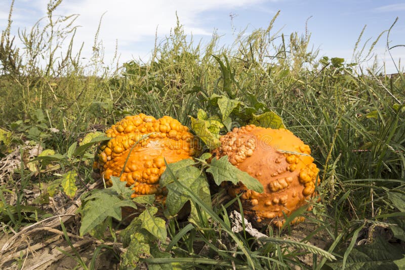 Bumpy Orange Pumpkin, Leaves, and Hay Bale Creating a Fall Display ...