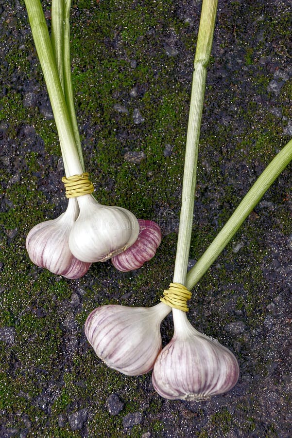 Two Bunches of Fresh Garlic on the Ground Stock Image - Image of flora ...