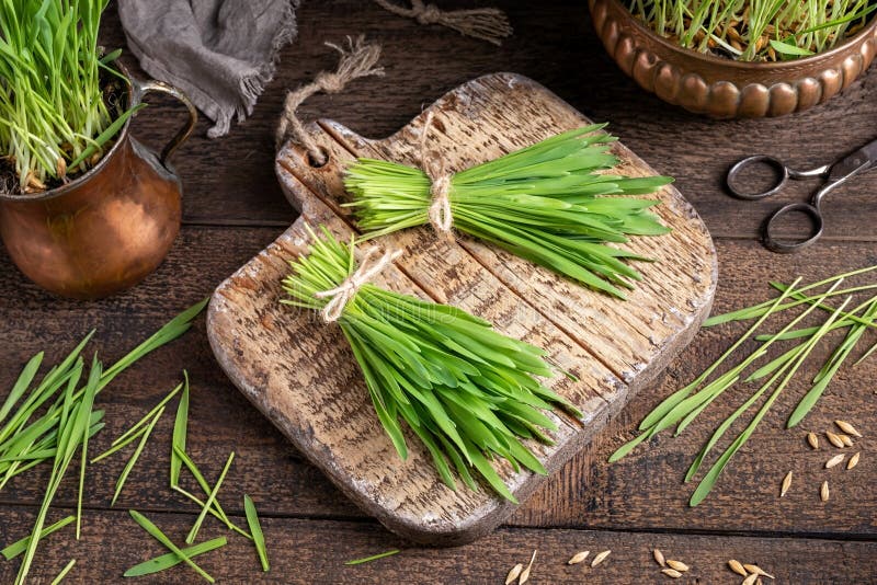 Two Bundles of Freshly Grown Barley Grass on a Table Stock Photo ...
