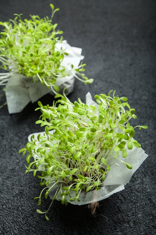 Two Bundles of Micro-greens Lettuce on a Black Background, Vertically ...
