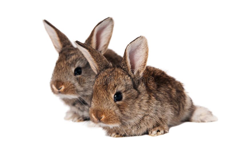 Two Baby Rabbits Isolated on White Stock Image - Image of group, furry ...