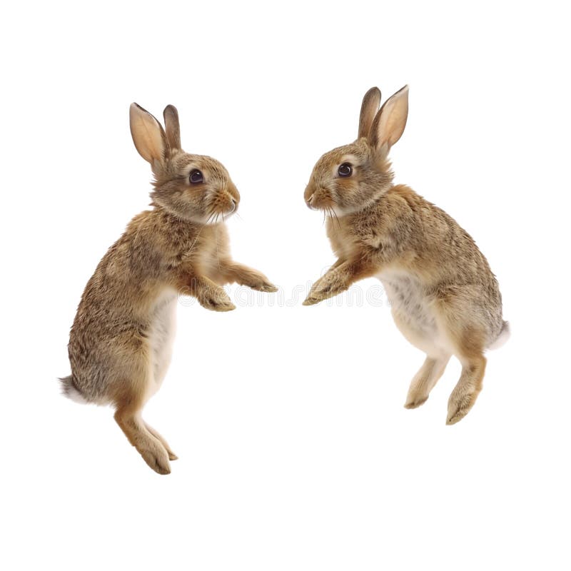 Two Bunnies Looking at Each Other Stock Image - Illustration of hares ...