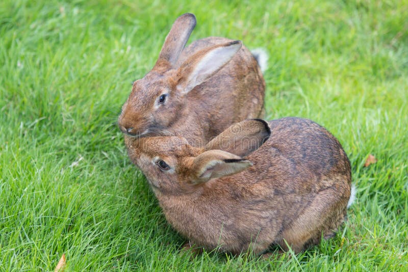 Two Bunnies Sitting on the Grass Stock Image - Image of hare, ears ...