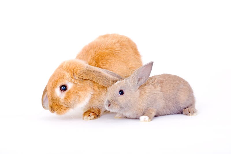 Two baby bunny rabbits stock photo. Image of wildlife - 17079708