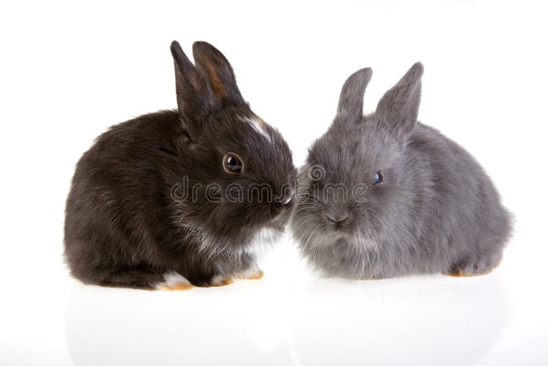 Two bunny stock photo. Image of cute, isolated, rabbit - 3317378