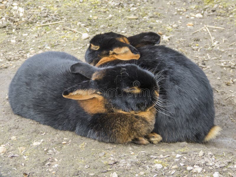 Two Bunny are Cuddling Together Stock Photo - Image of sunny, huddle ...