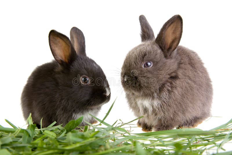 Two bunny in the grass stock photo. Image of small, cute - 3317674