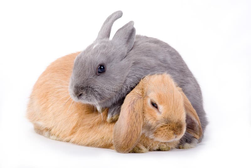 Grey Bunny on the Left Side Stock Image - Image of little, creature ...