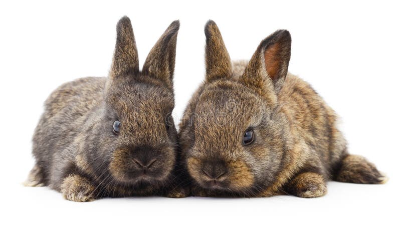 Rabbits stock photo. Image of brown, small, pets, isolated - 40654990