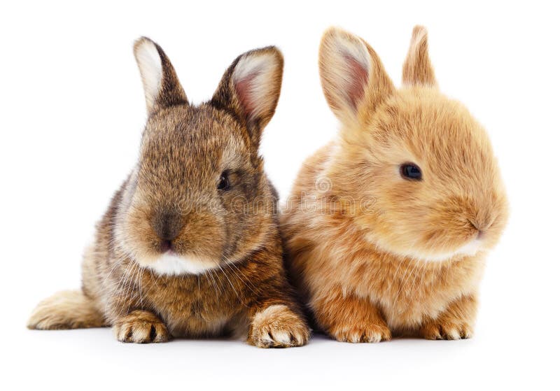 Rabbits stock photo. Image of brown, small, pets, isolated - 40654990