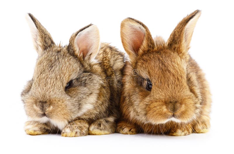 Rabbits stock photo. Image of brown, small, pets, isolated - 40654990