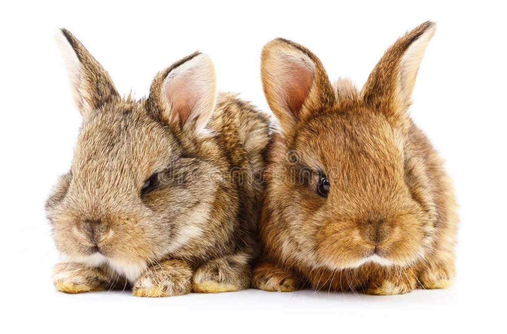 Two bunny rabbits. stock photo. Image of agriculture - 76450450