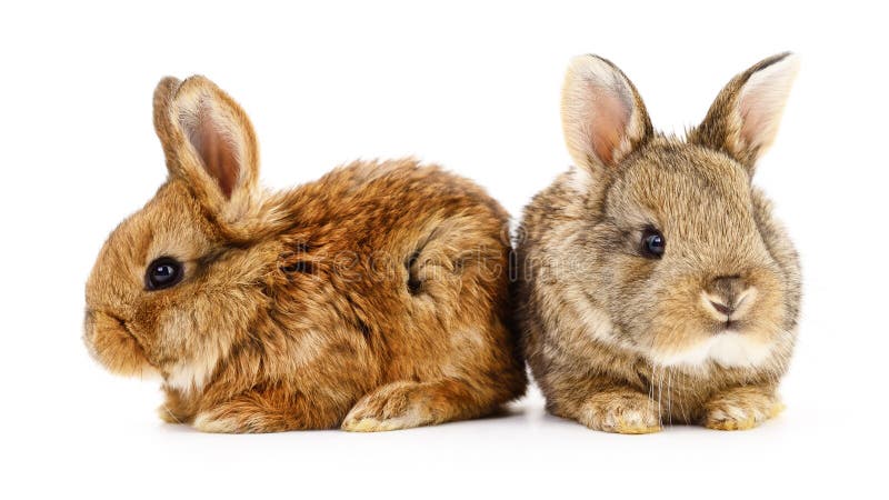 Bunny Rabbits family stock photo. Image of floppy, farm - 21675934