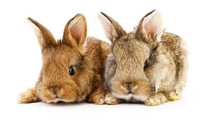 Two bunny rabbits. stock image. Image of bunny, pets - 77600417