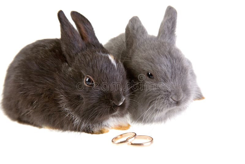 Two Bunny and a Wedding Rings Stock Image - Image of marriage, fleecy ...