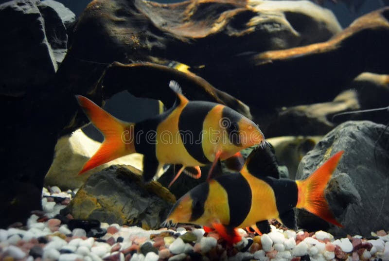 Burmese Border loaches stock photo. Image of aquatic - 277412508