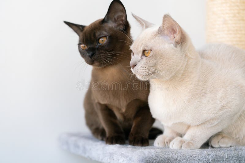 Two Burmese Kittens, Beige and Brown, are Sitting on a Shelf Stock ...