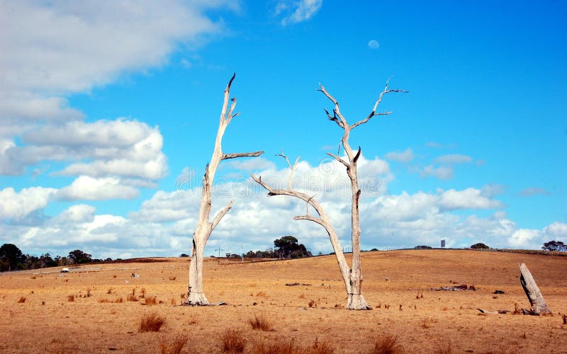 Outback Desert Tree stock image. Image of scene, lone - 29763423