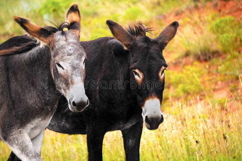 Two burros stock photo. Image of burros, gray, heads - 21731610
