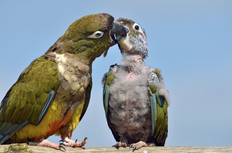 Eating kaka s stock image. Image of septentriona, bruce - 16857917