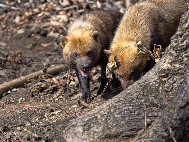 What Eats A Bush Dog
