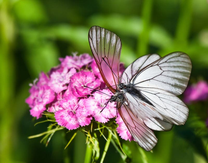 4_butterflies_01 stock photo. Image of wing, colours - 12341212