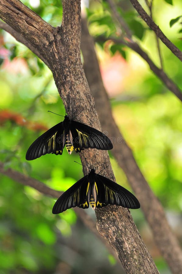 Two butterflies stock photo. Image of tree, butterfly - 22141484