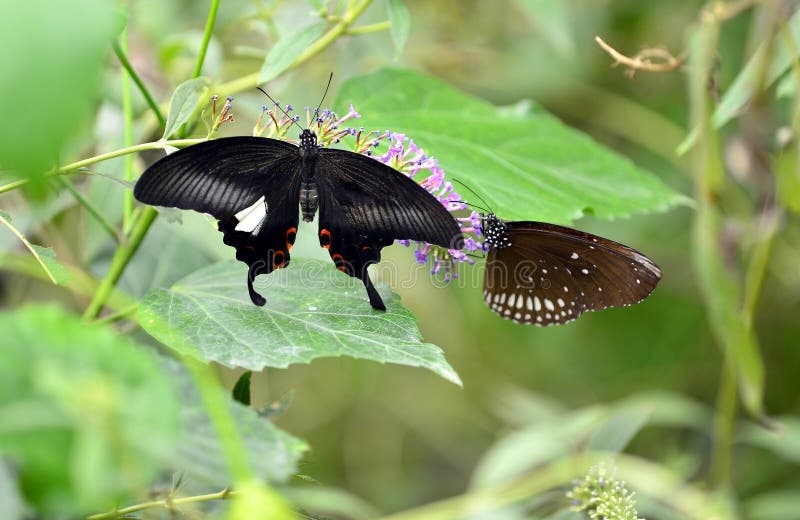 Two butterflies stock image. Image of illustrations, green - 26533727