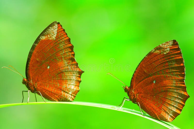 Two Butterflies stock photo. Image of textures, butterfly - 6465740