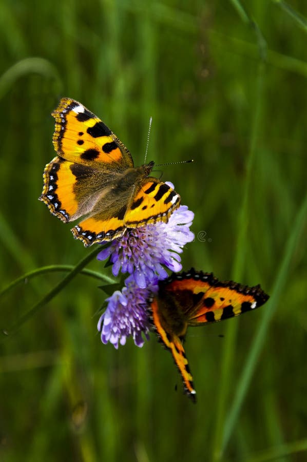 Two butterflies stock photo. Image of rail, freshness - 9985770