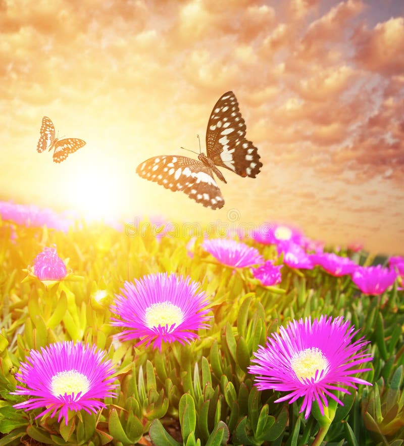 Two Butterflies Against Beautiful Sky Stock Photo - Image of beautiful ...