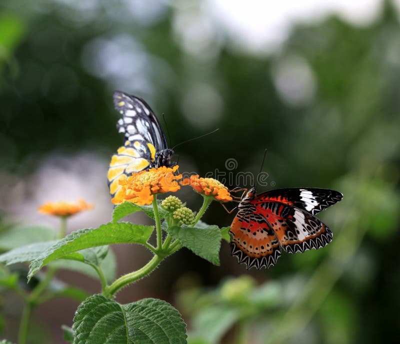 Two butterflies stock image. Image of bloom, butterfly - 49787633