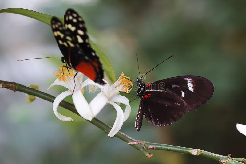 Two Doris Longwing Butterflies Stock Photo - Image of winged, biology ...