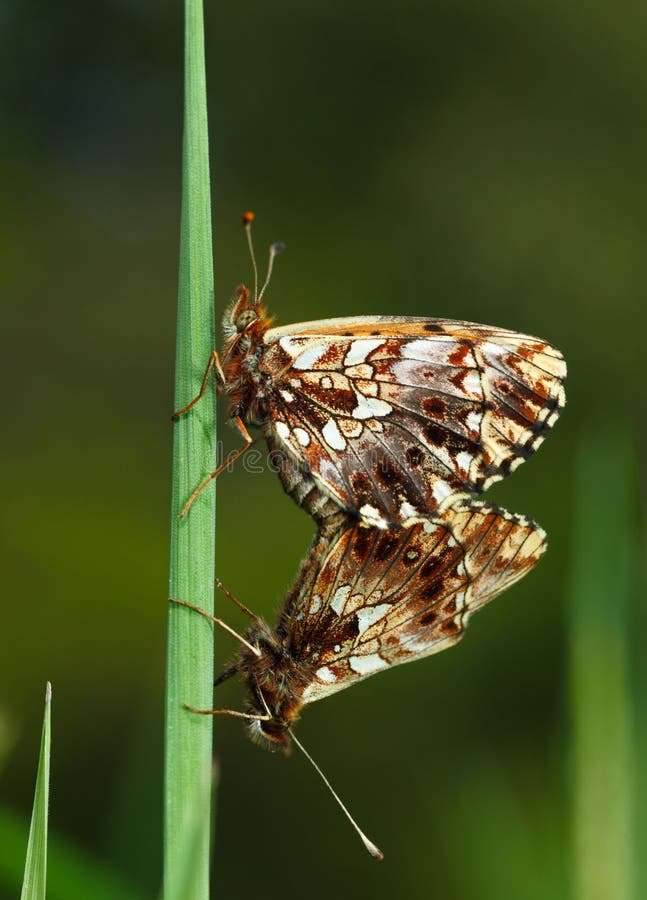Two butterflies coupling stock photo. Image of green - 44847986