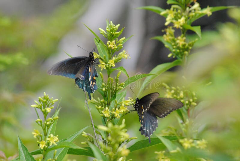 Two Butterflies Dancing on a Flower Stock Photo - Image of green ...