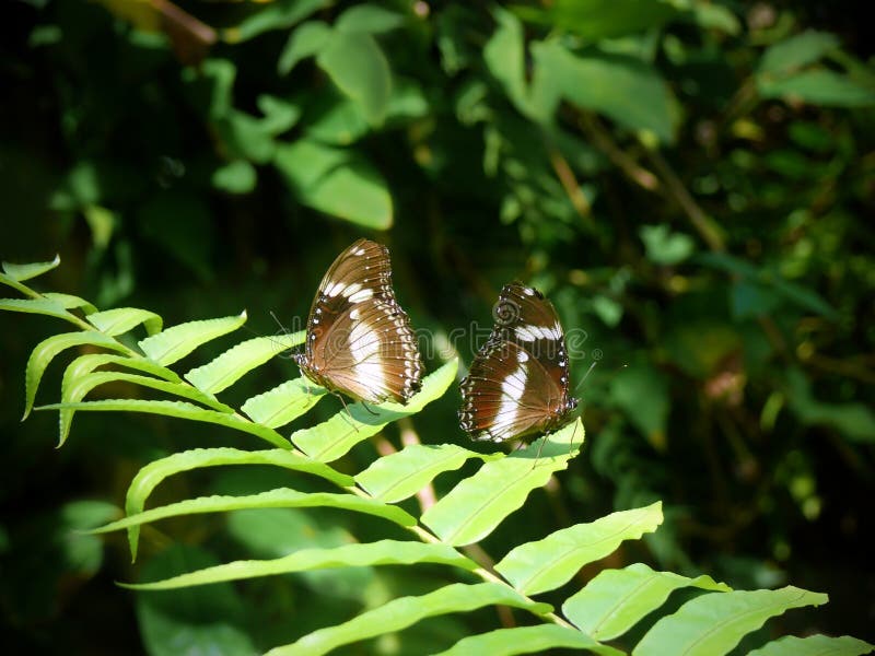 Two Butterflies on Fern Leaf Stock Image - Image of butterflies ...