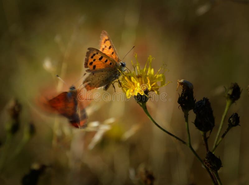 Butterfly attack stock image. Image of insect, moment - 104844423
